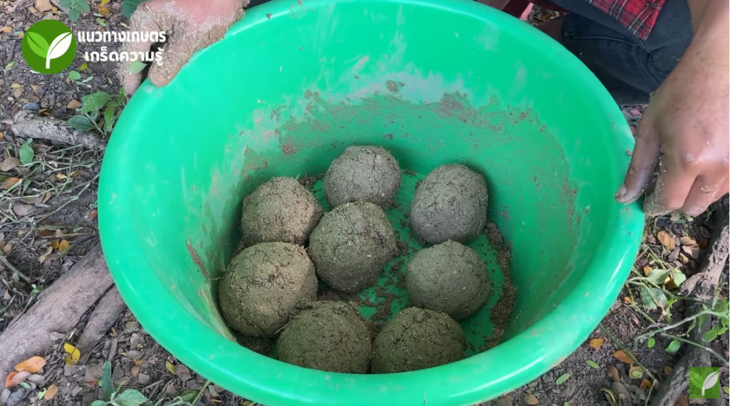 วิธีทำ EM Ball สำหรับปรับสภาพน้ำในบ่อ แบบละเอียด - แนวทางเกษตรเกร็ดความรู้